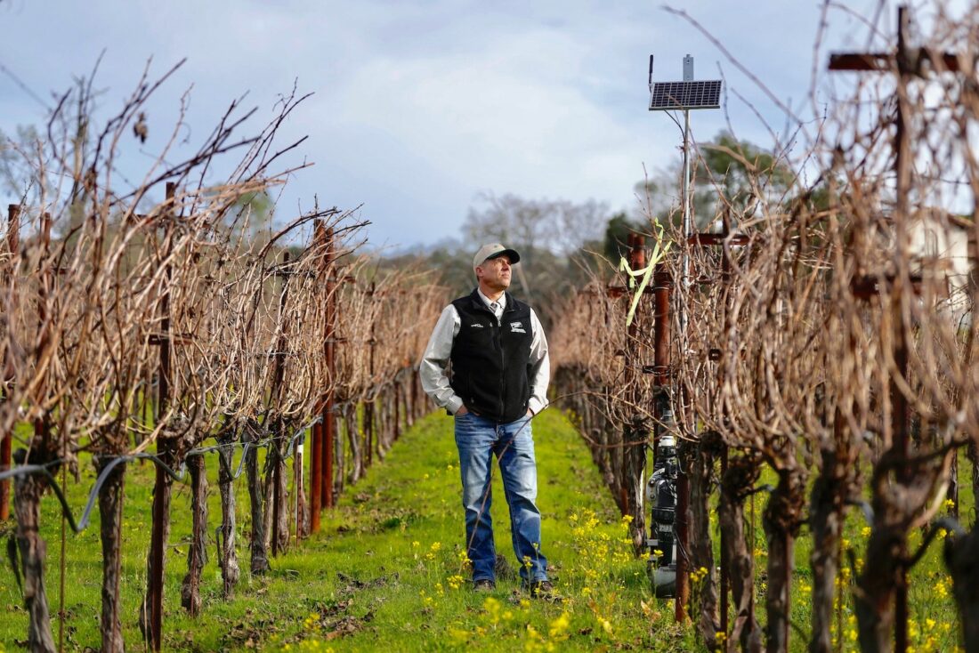 AI labor vineyards: Here’s how the tech is helping make your wine ...